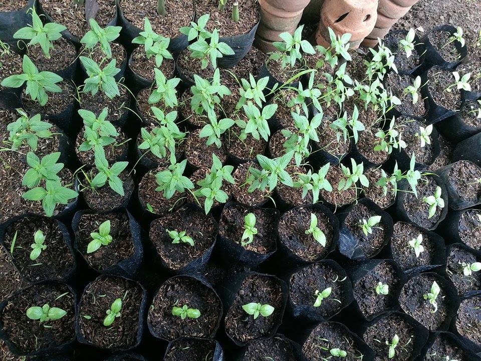 Lemon GreenTea: Day 1: Sonrisa Farm, Cam Sur