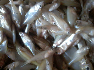 Fish: The true love of Assam