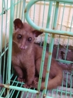 Unik! Musang Bali-Musang Lombok Berada di Garis Wallace (Asia-australia ...