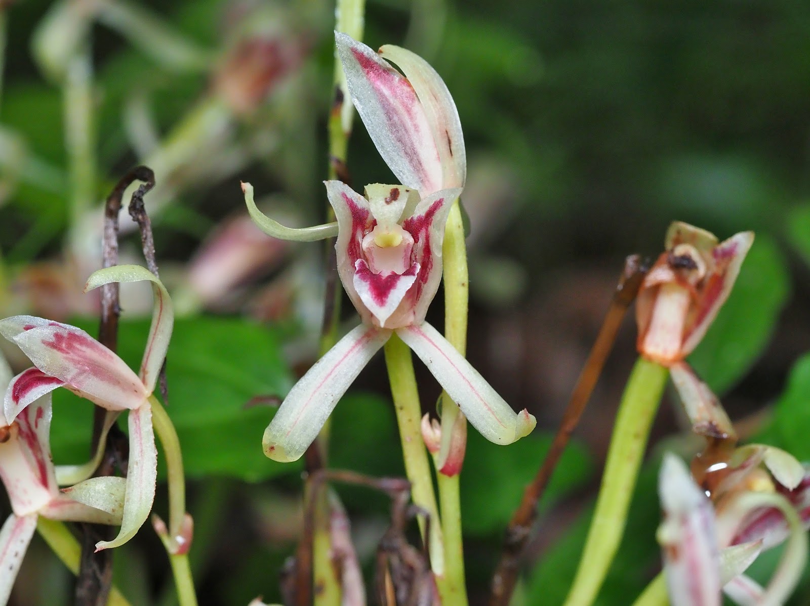 マヤラン-穂高's Field Notes ～from神奈川の空の下～