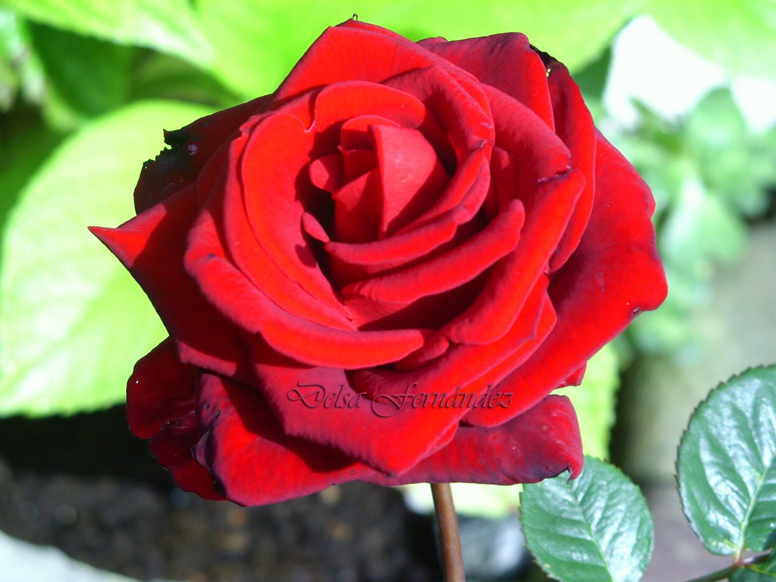 Rosas rojas de amor - Imagui
