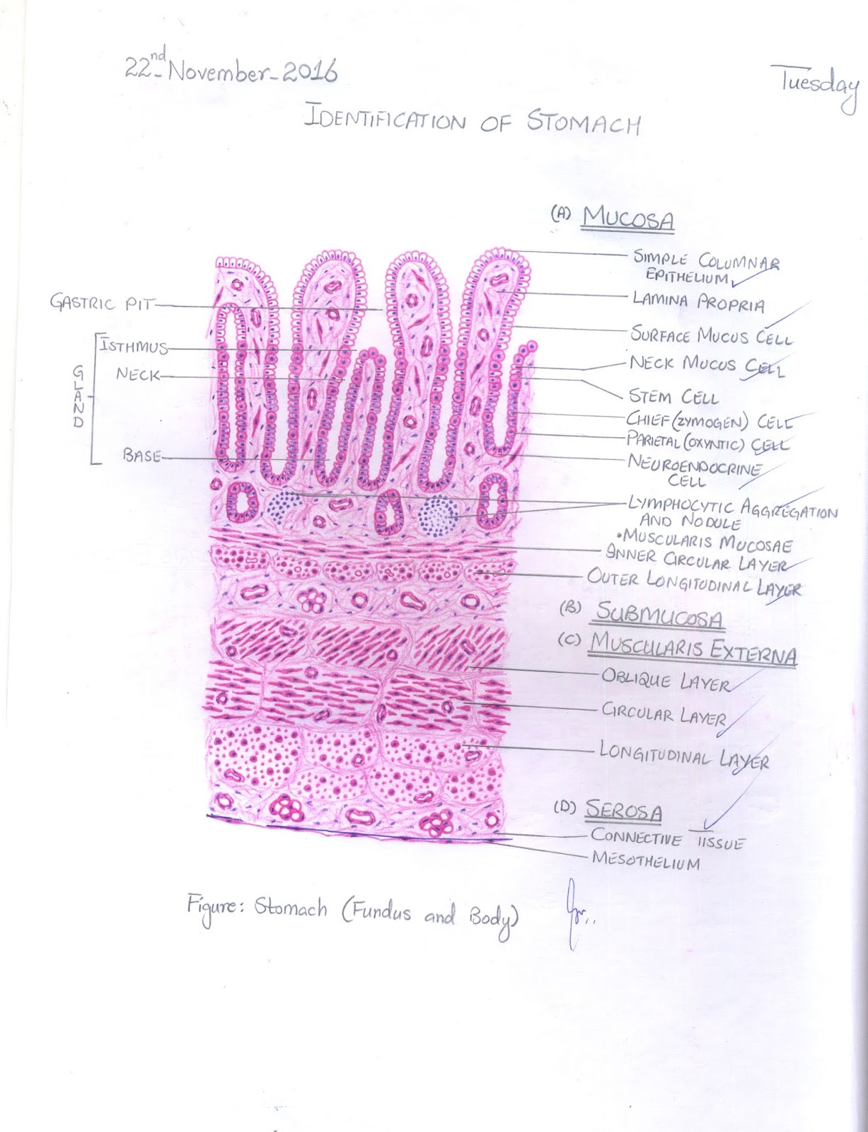 Stomach Histology Drawing Labeled