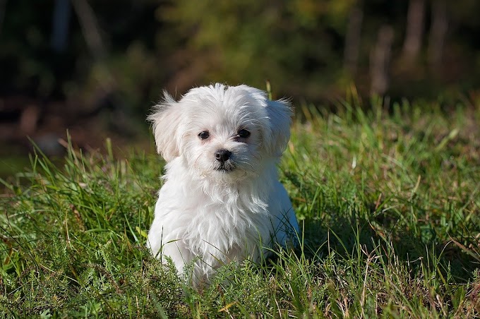 Small Dog Training-Learn The Easy Way