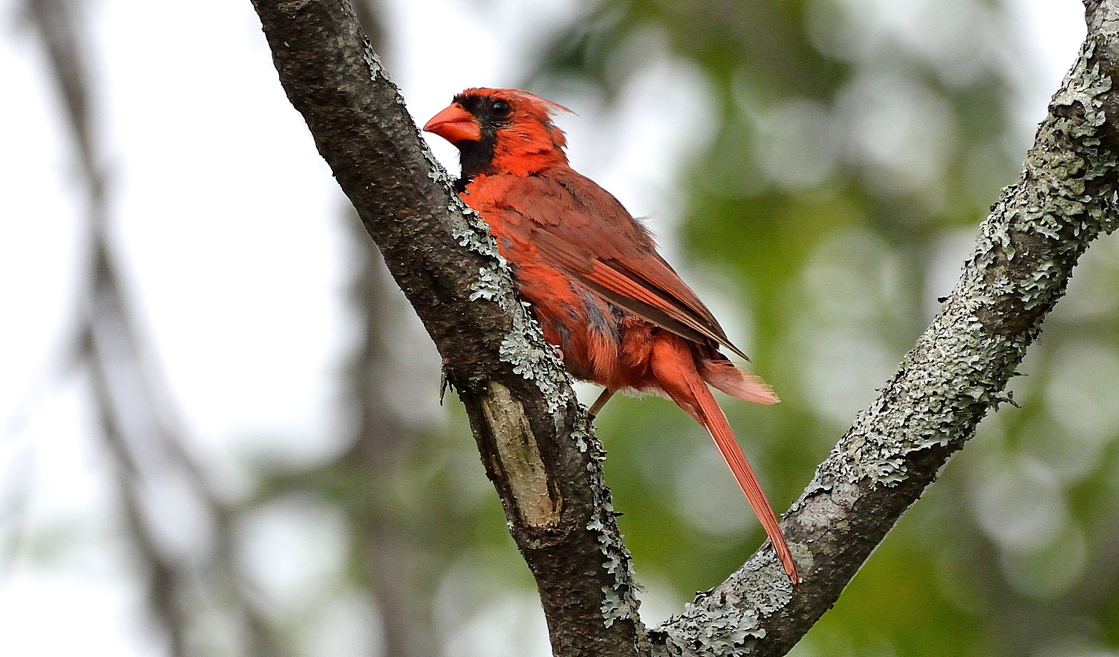 Turbo's Track and Photo Tour: Squirrel, Cardinal, Black and White ...