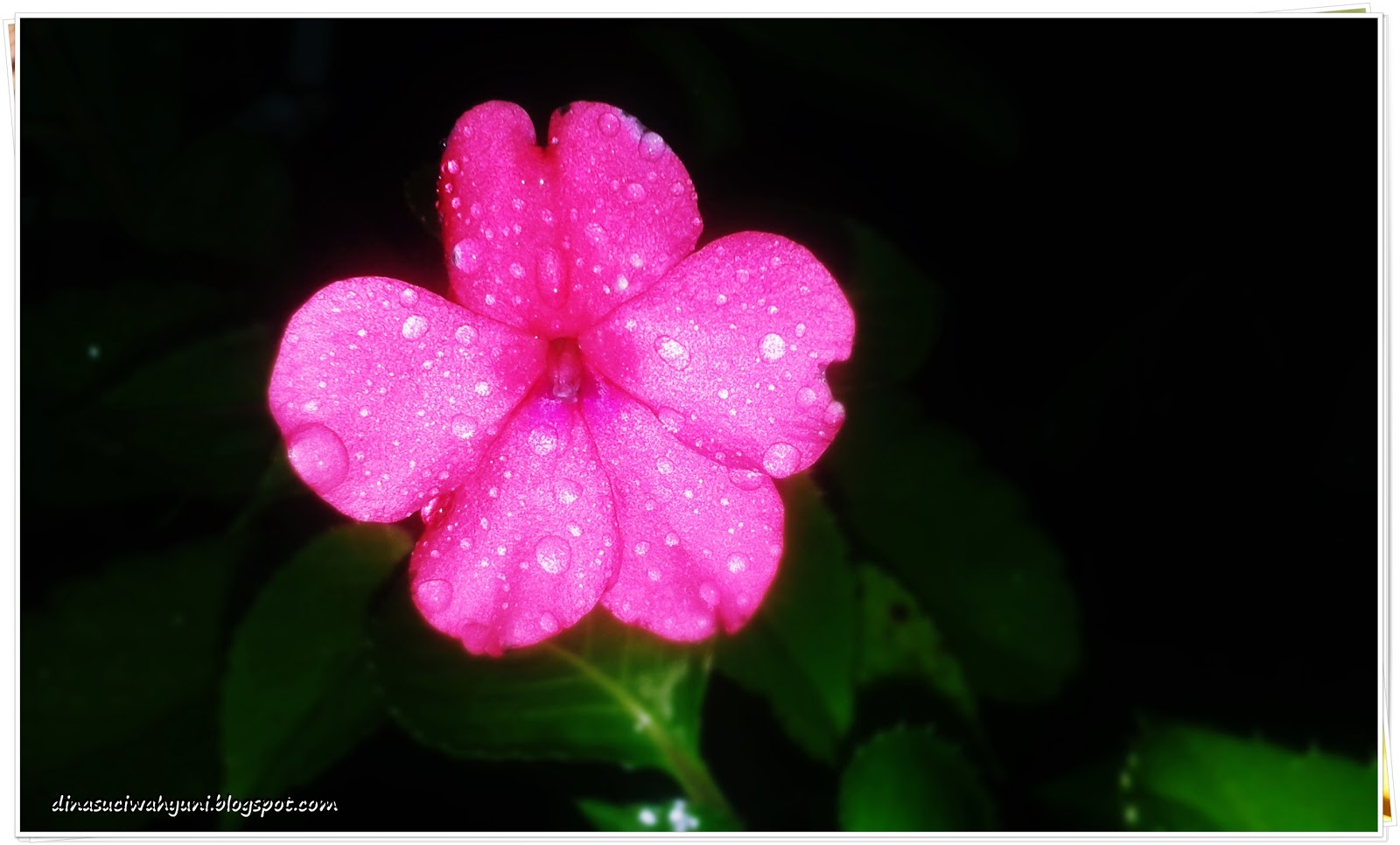 JENIS DAN NAMA - NAMA BUNGA (TANAMAN HIAS " BUNGA CANTIK") | JDSK