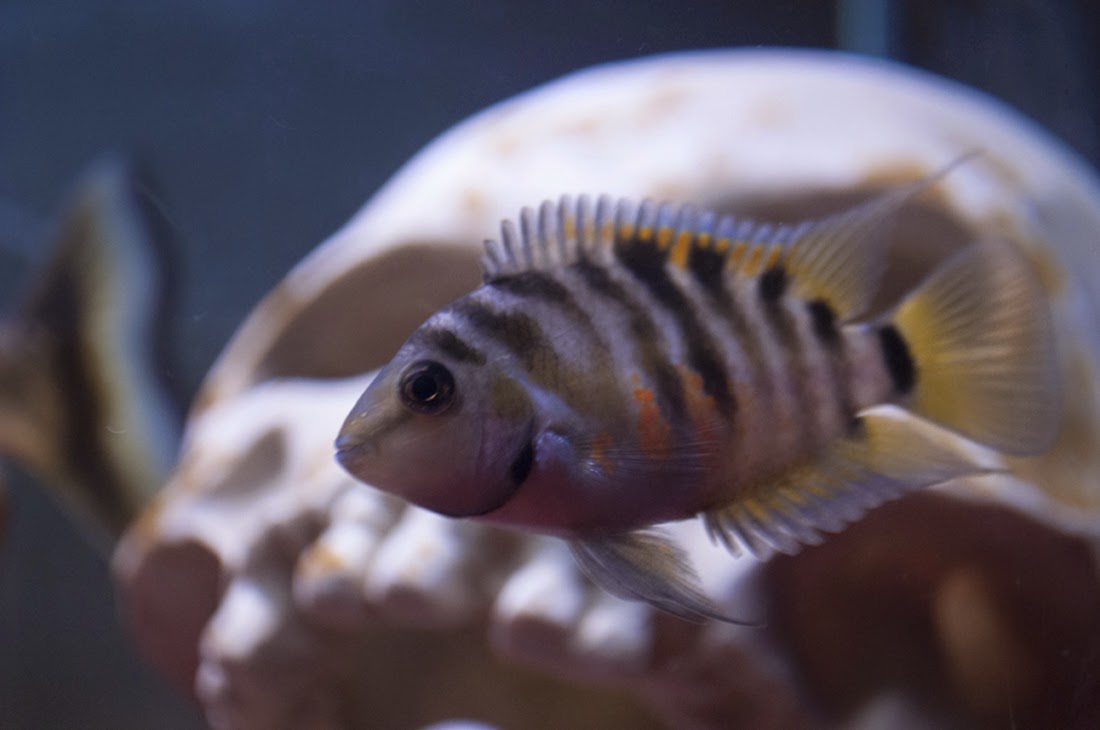 Freshwater Fish: Lobochilotes Labiatus