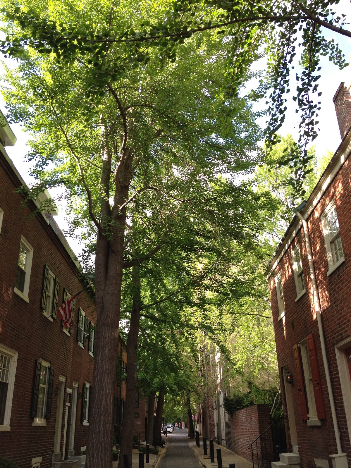 PHILLY TREES: THE SASQUATCH TREE