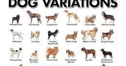 20 Jenis Anjing dan gambarnya