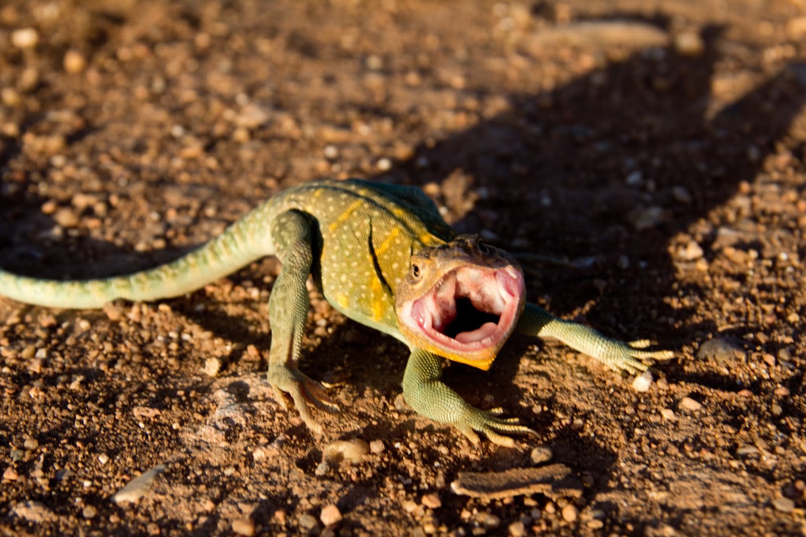 The Kansas Outback: Herpin' the Hills