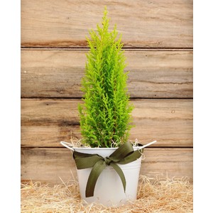 Cottage Charm Creations: yellow cyprus lemon plant