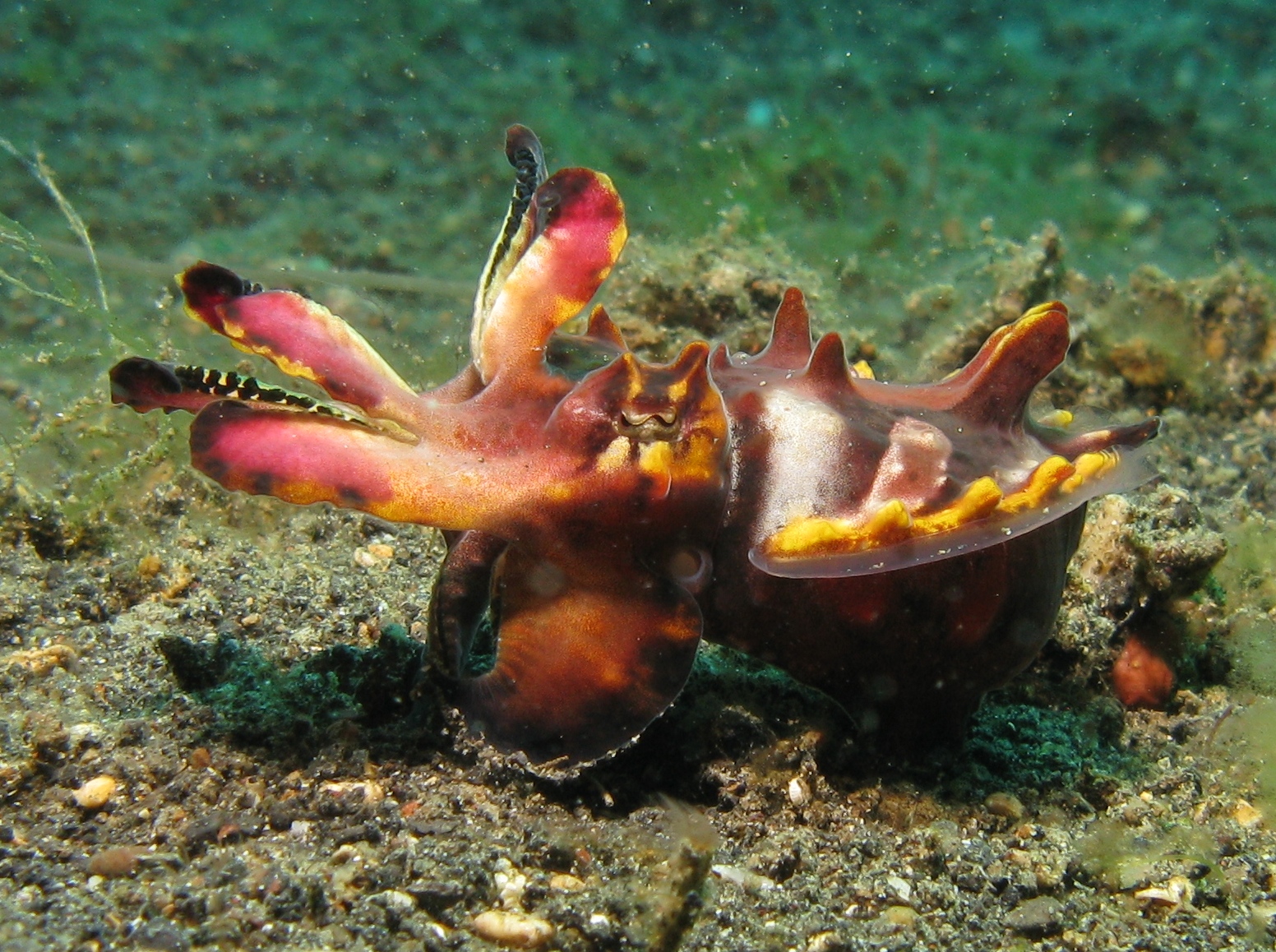 Real Monstrosities: Flamboyant Cuttlefish