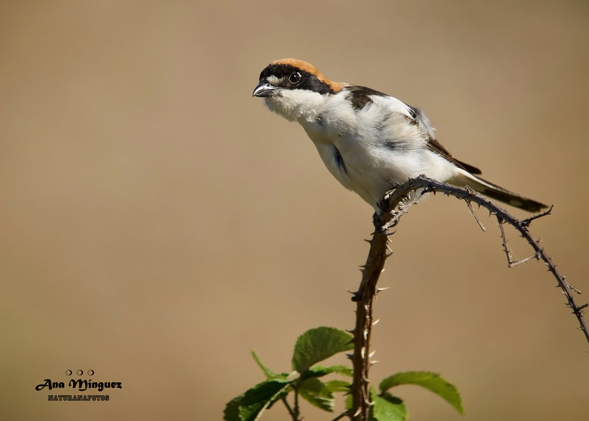 NATURANAFOTOS: Alcaudón común/ Woodchat Shrike