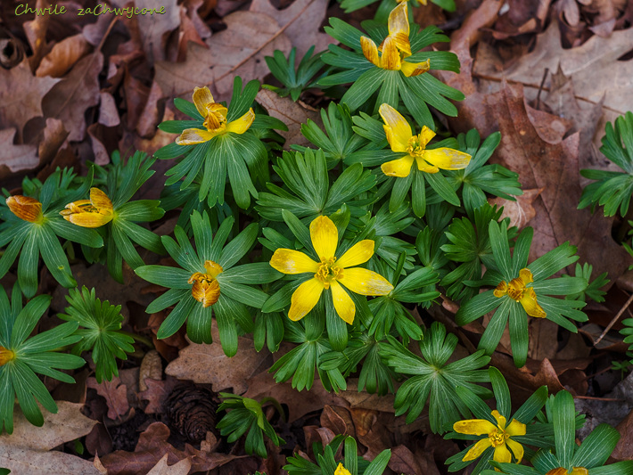 Chwile zaChwycone: Rannik zimowy (Eranthis hyemalis)