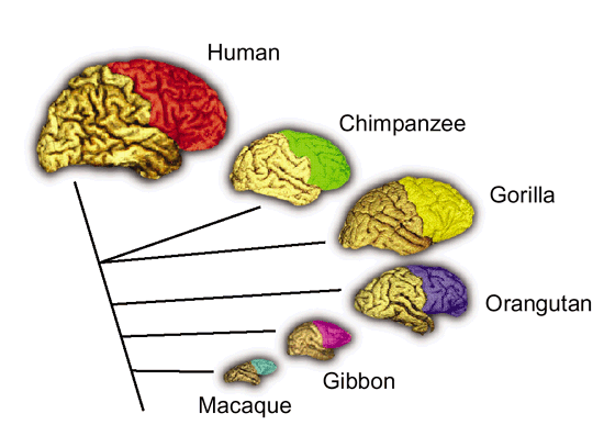 Neurocirujanos del Mundo: El tamaño del cerebro importa: ellos, ellas y ...