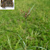 Cyperus tuber (Xiangfu)-Cyperus rotundus L.