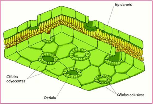 Biología: Los Estomas
