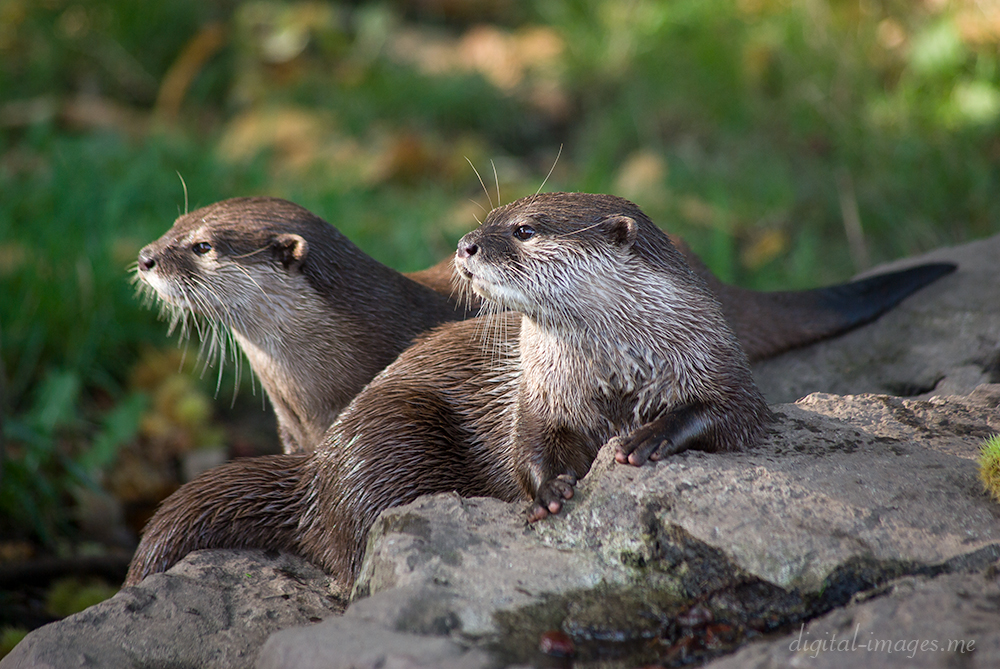 QuestX: The most public and *most famous* otters: Asian Small-clawed ...