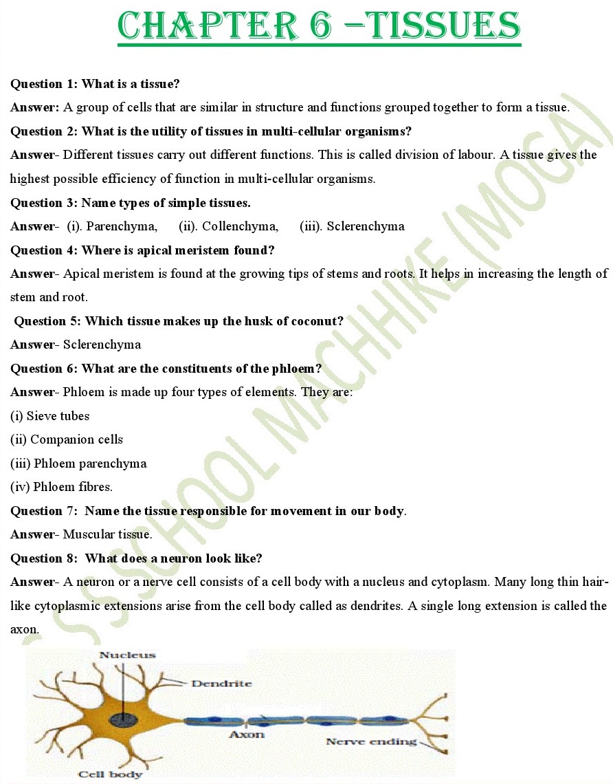Chapter 6 Tissues - Class 9
