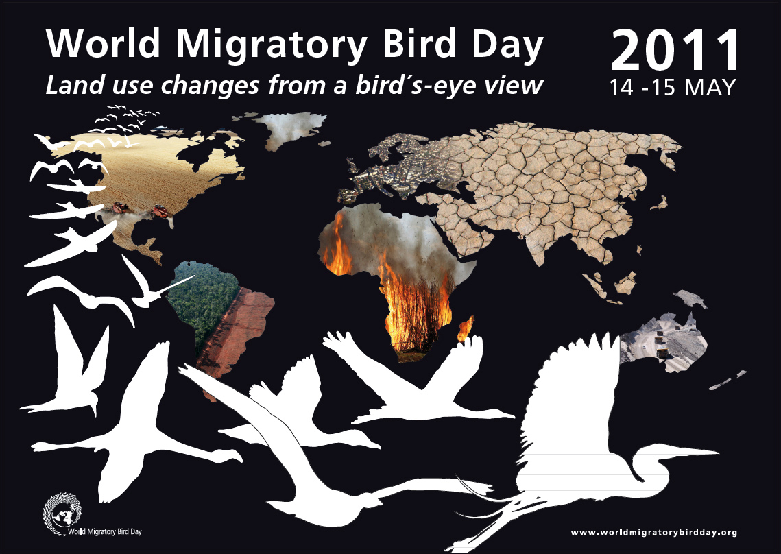 Celebrating Singapore's BioDiversity!: 14 May (Sat) is World Migratory ...