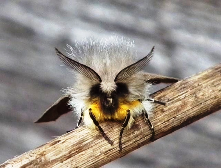 VENEZUELAN POODLE MOTH photos - wallpapers (ανανεωμένο) | the fun bank