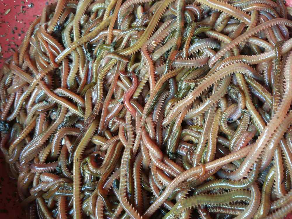 4 Umpan Mancing Ikan Lele Malam Hari Ampuh