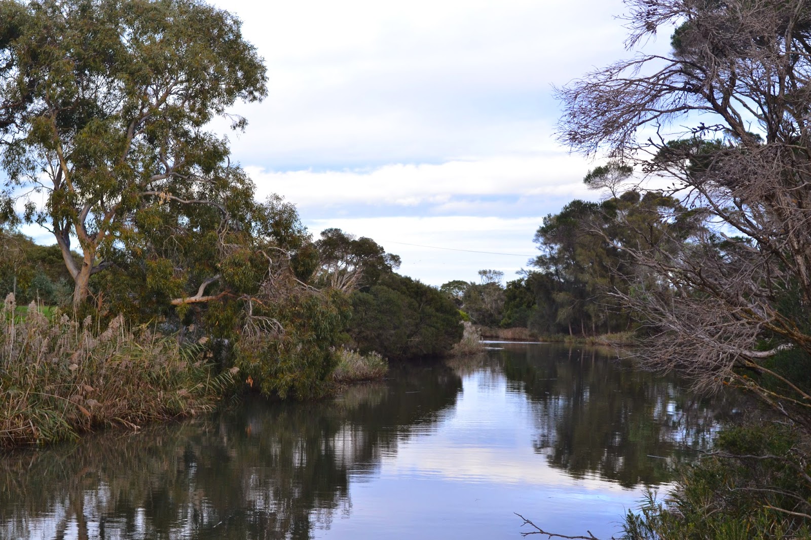 Goin' Feral One Day At A Time: Mordialloc Creek - May 2015