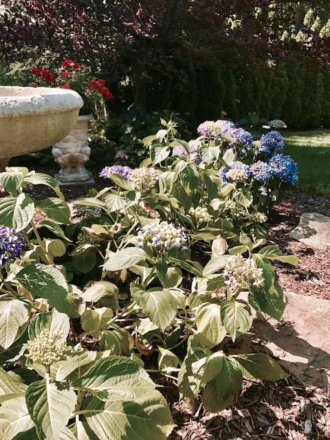 Zone Five and a Half: Hot Plants -- How Midwest Plants Can Survive ...