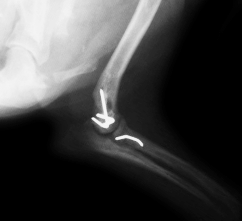 ARTROVET: Fractura y luxación de codo