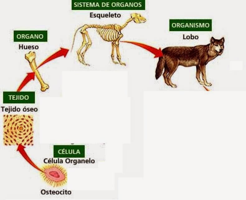 Mas allá del aula... ;): 5º CIENCIAS NATURALES. NIVEL DE ORGANIZACION ...