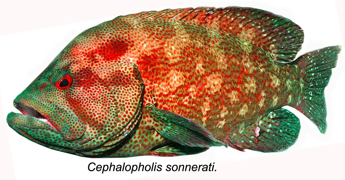 Akvaryum Balıkları.: Cephalopholis cruentata,Graysby grouper ...