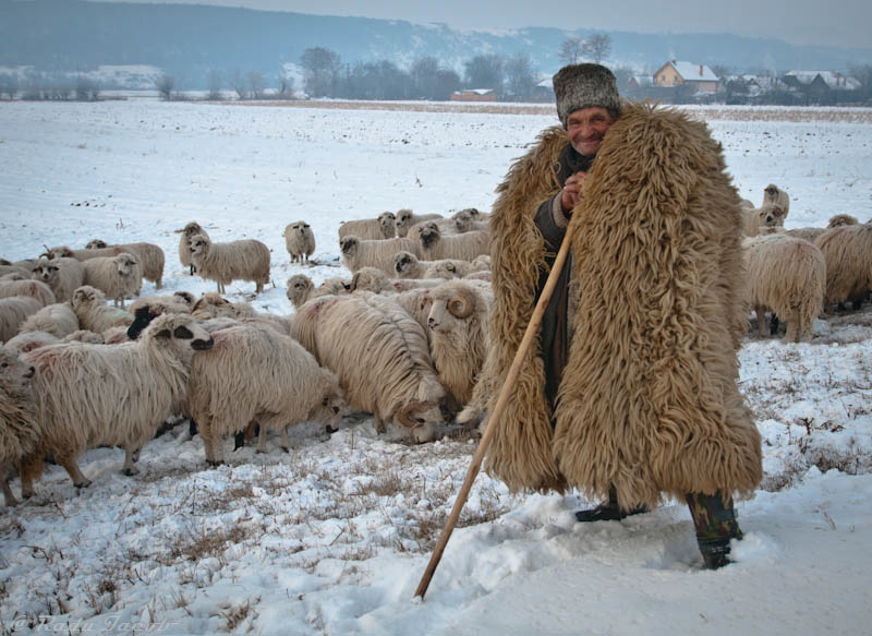 Instantanee de RAI: Cioban cu oile în apropiere de satul Geoagiu de Sus