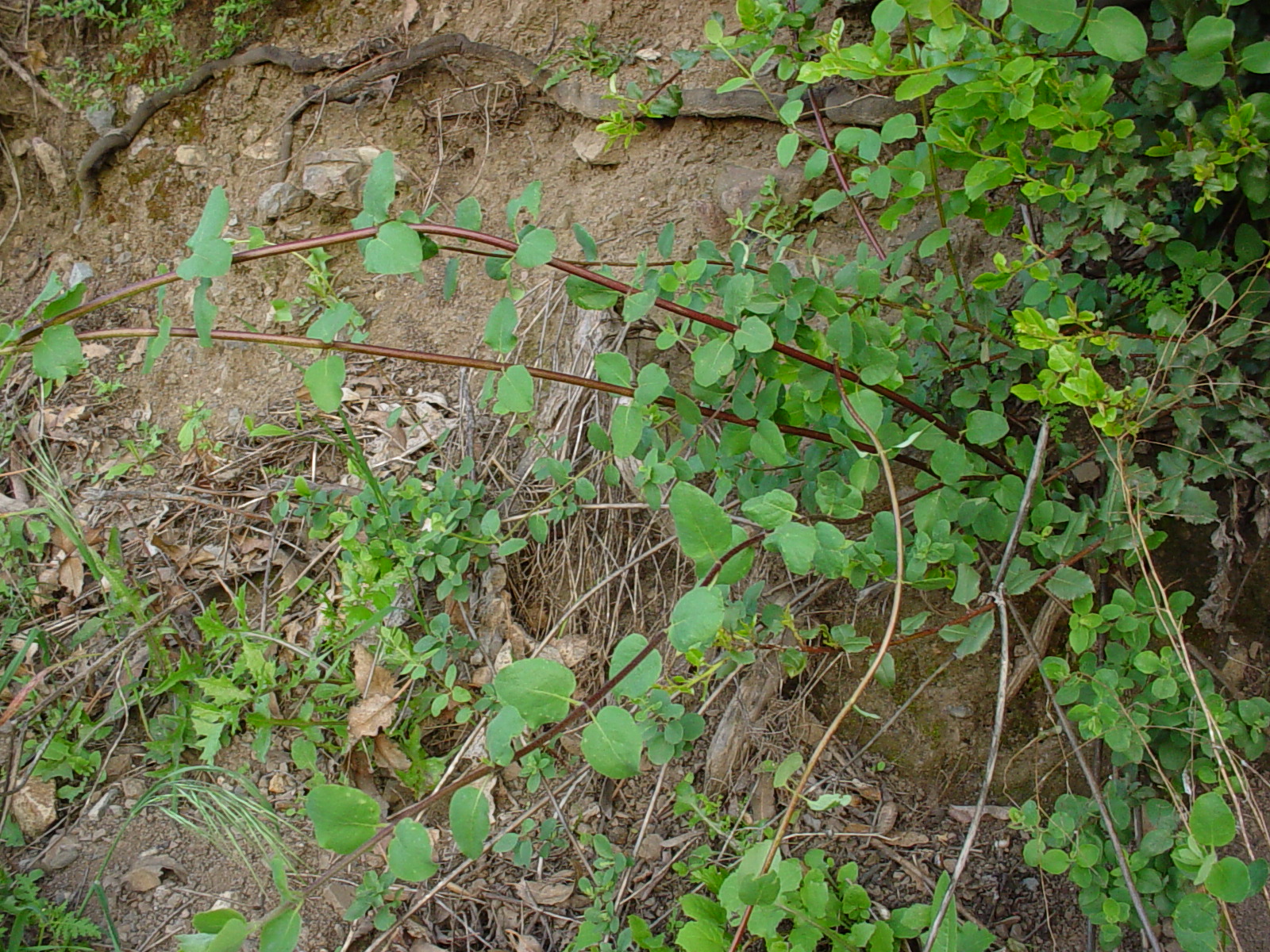 Mother Nature's Backyard - A Water-wise Garden: Plant of the Month ...