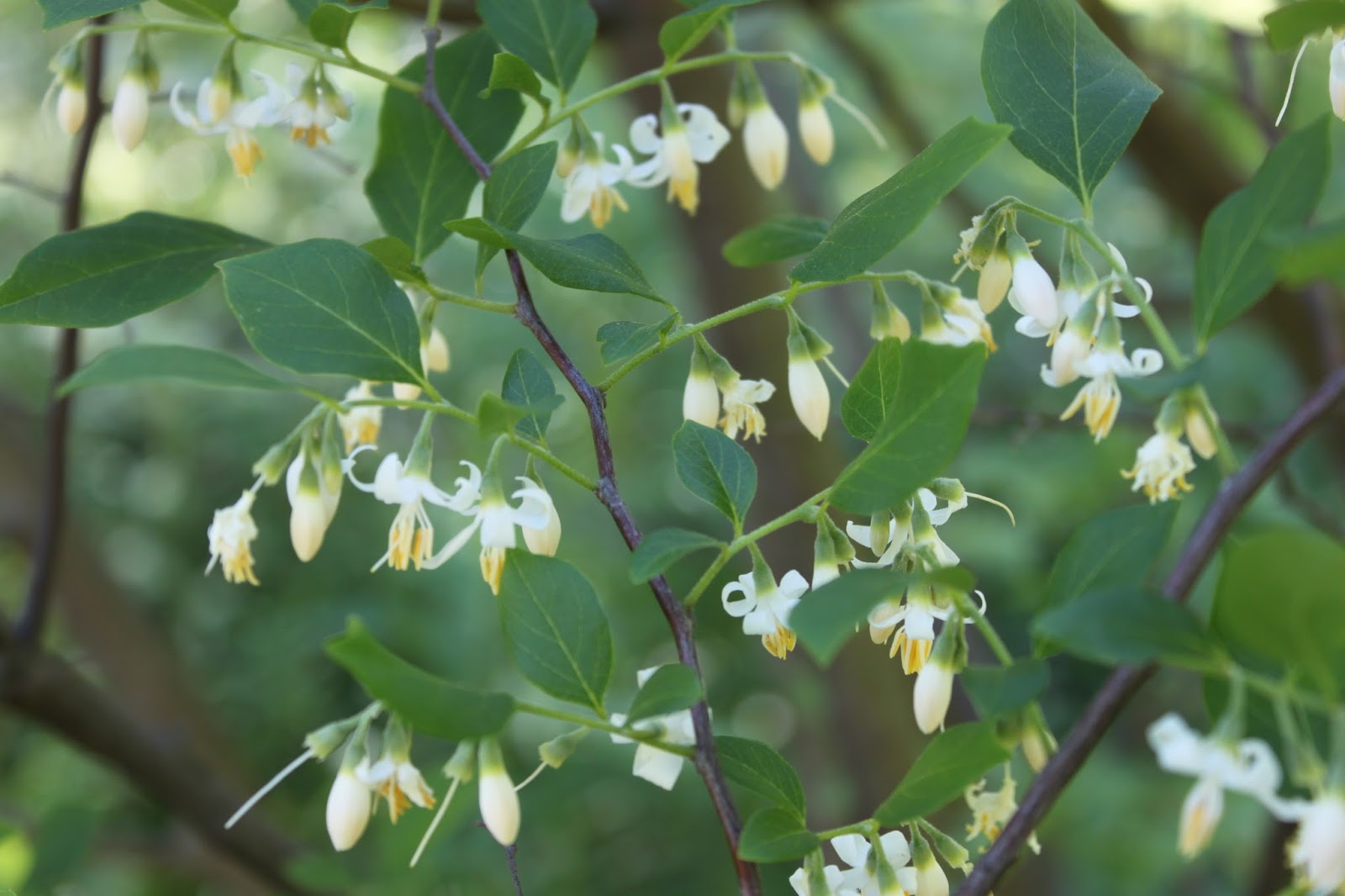 Centenary College Arboretum: Tree of the Week: Little-Leaf Snowbell ...