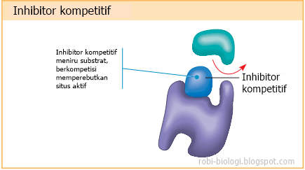 Faktor- faktor yang mempengaruhi kerja enzim - BELAJAR BIOLOGI