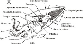 Biología interactiva: Imágenes de ayuda para disección de calamar