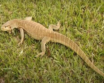 गोह कौन है और इसके काटने से क्या होता है - Jeevjantuworld