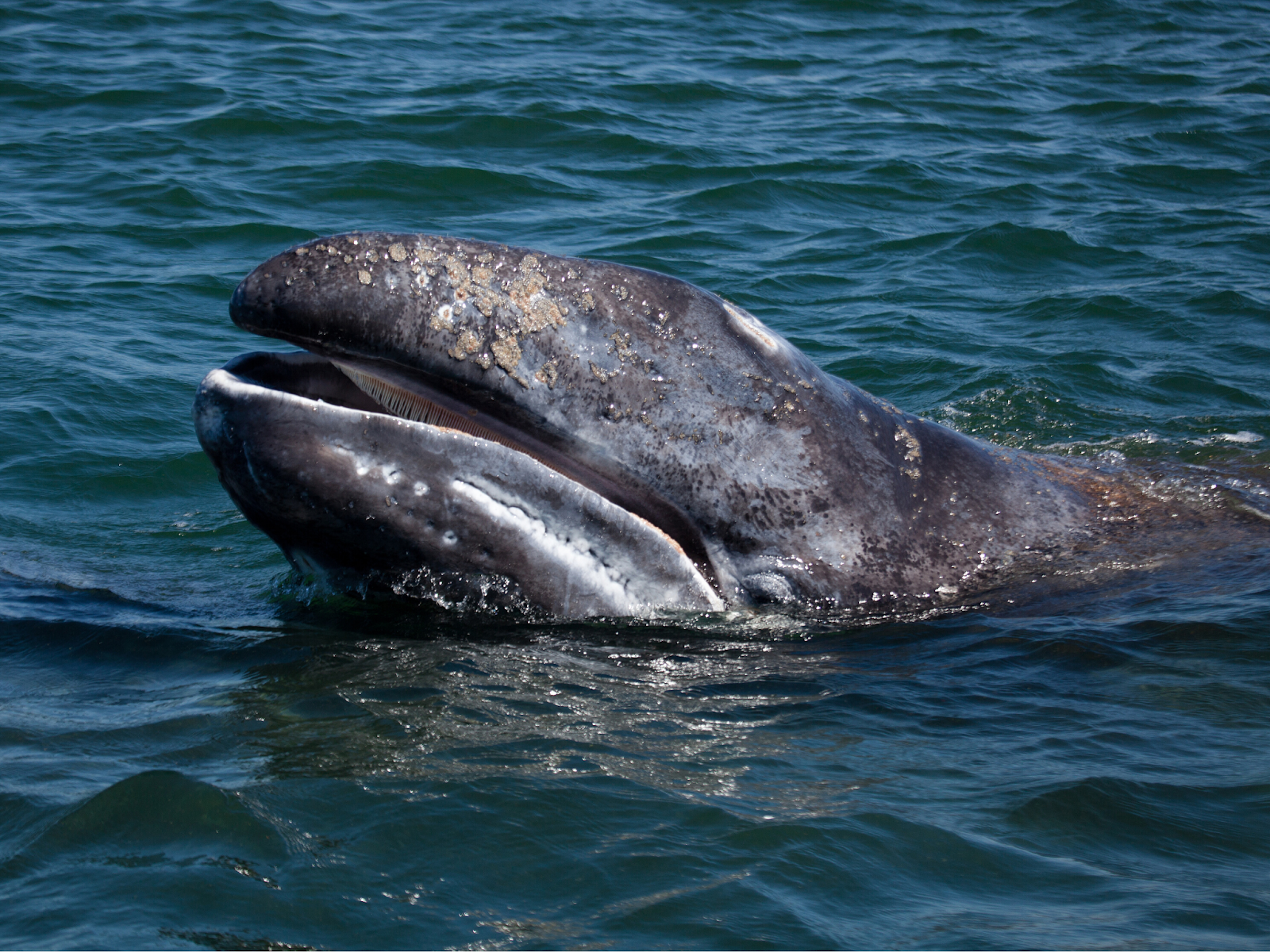 FOSSIL HUNTRESS: GRAY WHALES: ESCHRICHTIUS ROBUSTUS