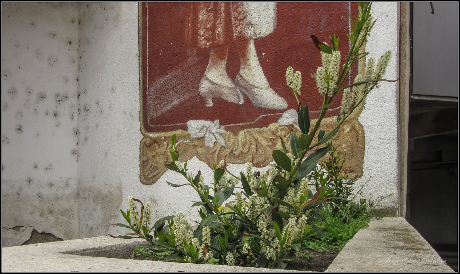 Lumea văzută din Turda: Dafin salbatic, Laur englezesc (Prunus ...