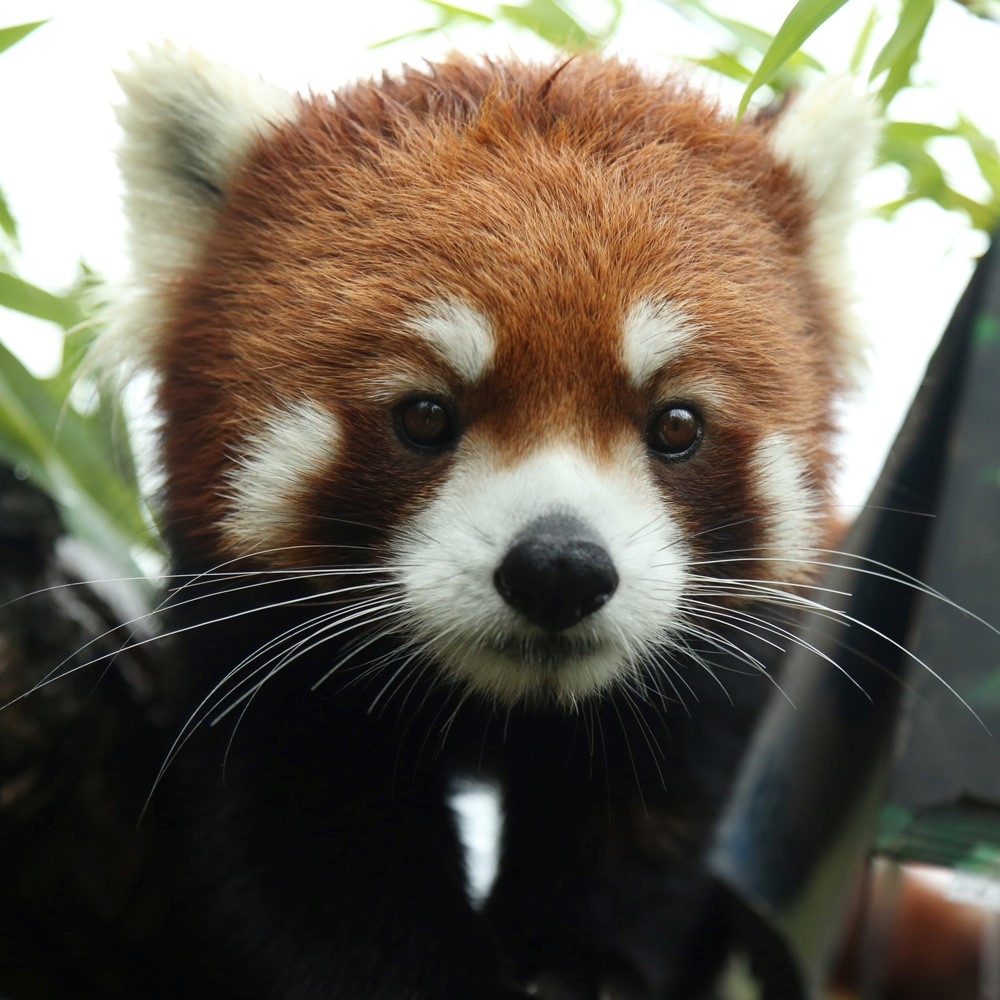 ANIMALS TIME : Red Panda (Gallery 8)