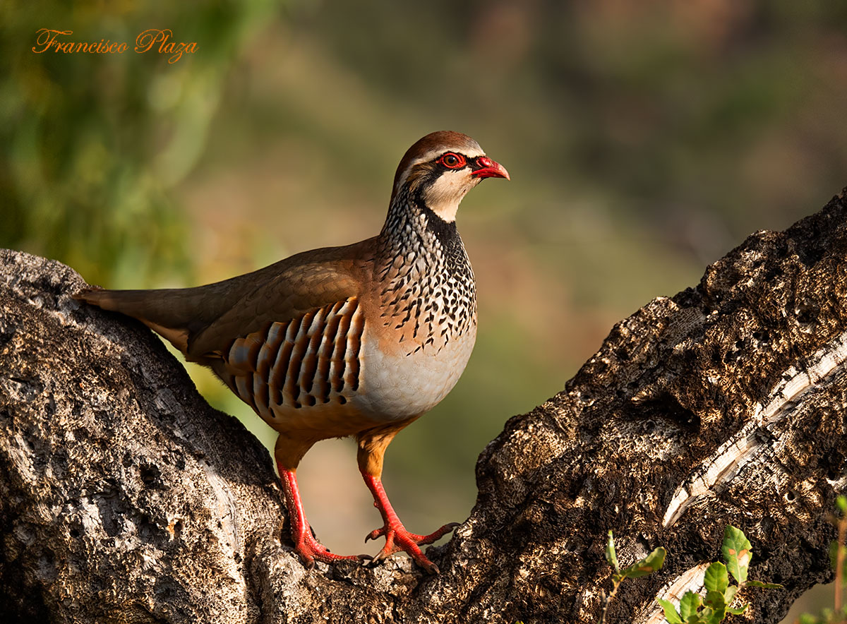 Fotos Fplaza: Perdiz común, o perdiz roja. Una entrada nueva de esta ...