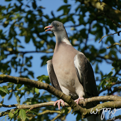Mevrouw W.: een hijger