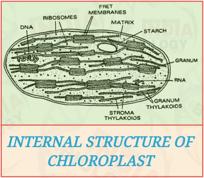 Chloroplasts Structure and Function | MANISH MEVADA