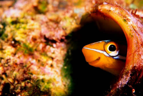 5 smiling animals! :)