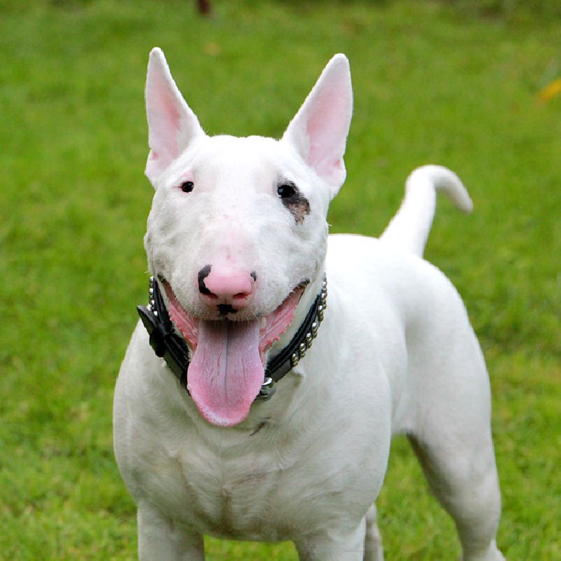 canine breeds: bull terrier