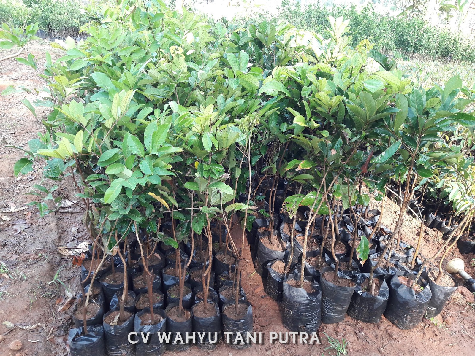 Bibit Rambutan Rapiah Hasil Okulasi Tinggi 1 Meter | CV. WAHYU TANI PUTRA Bibit Rambutan Rapiah Hasil Okulasi Tinggi 1 Meter | CV. WAHYU TANI PUTRA