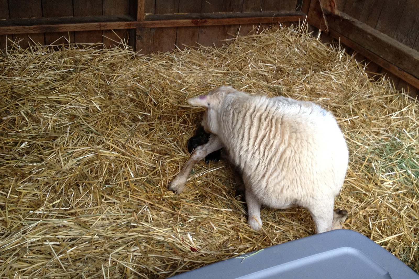 BCxFour: Birth of a Lamb