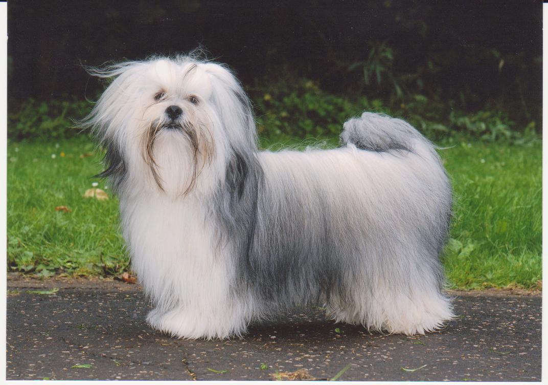 Nós, os Cachorros - No Japão: Lhasa Apso