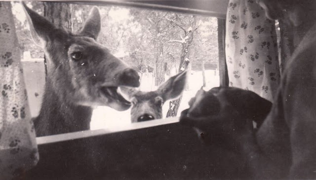 40 Adorable Vintage Pictures That Capture Lovely Moments of Animals ...