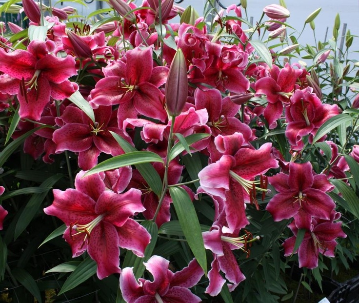 Lilium Corvara 'Rio Negro'