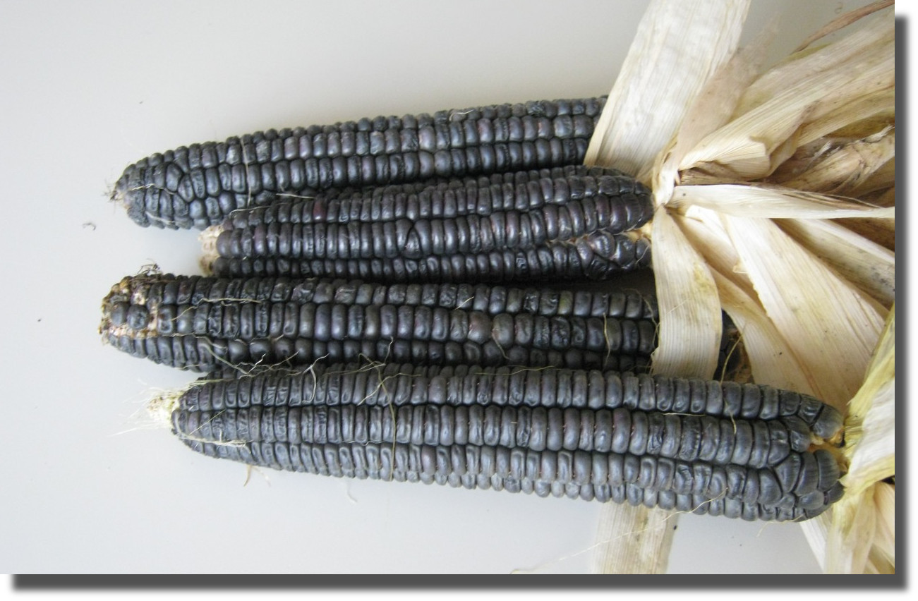 Confessions of a Crazed Cattlewoman: Corn....